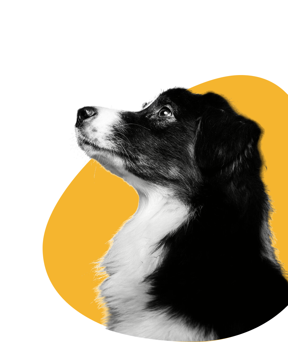 RMV Veterinary – Multi-Specialty Veterinary Clinic